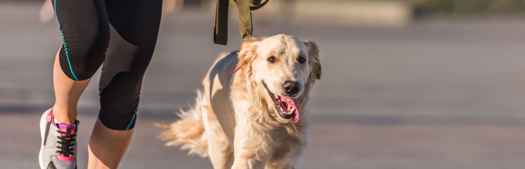 Volunteer - 4 Paws Marathon