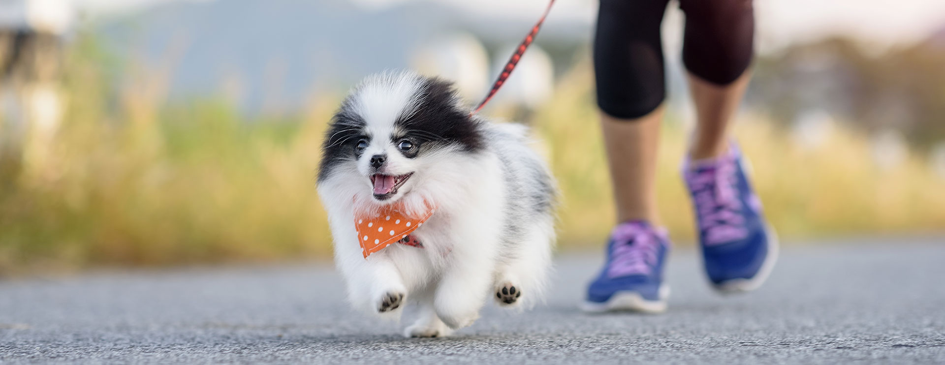 Events - 4 Paws Marathon