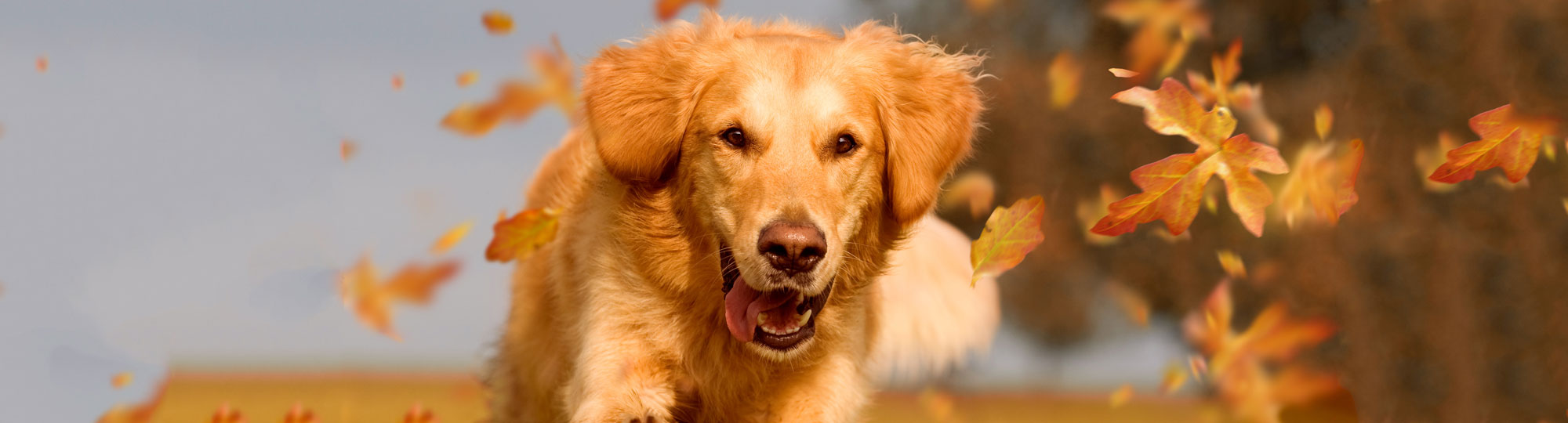 Enter - 4 Paws Marathon