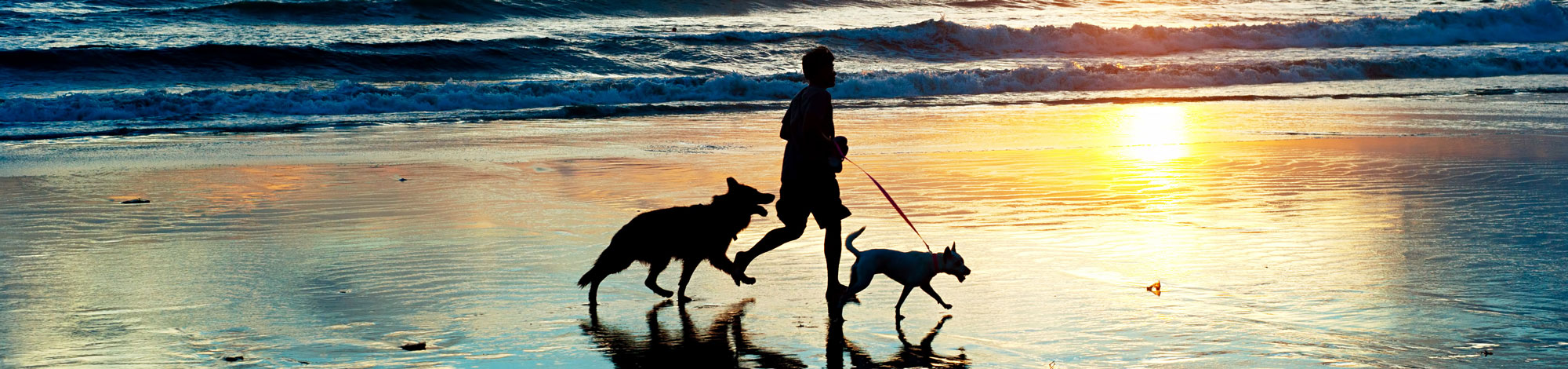 Frequently Asked Questions - 4 Paws Marathon