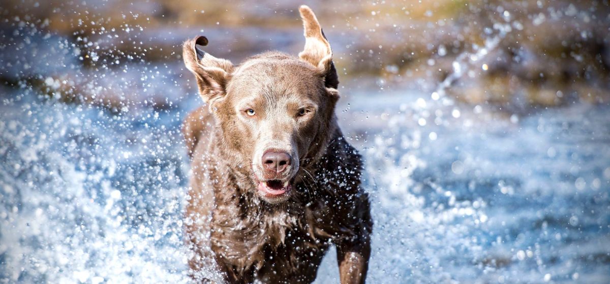 Race info - 4 Paws Marathon